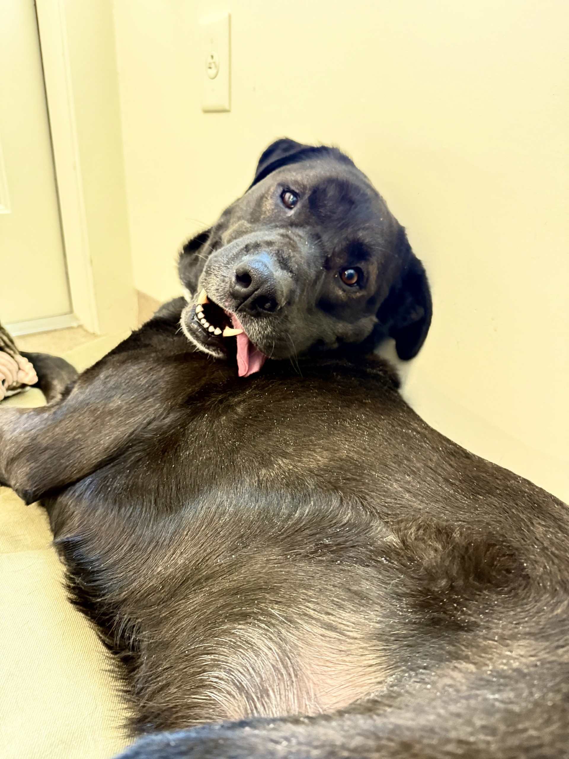 Kodiak – harvest hills animal shelter Open by appointment only