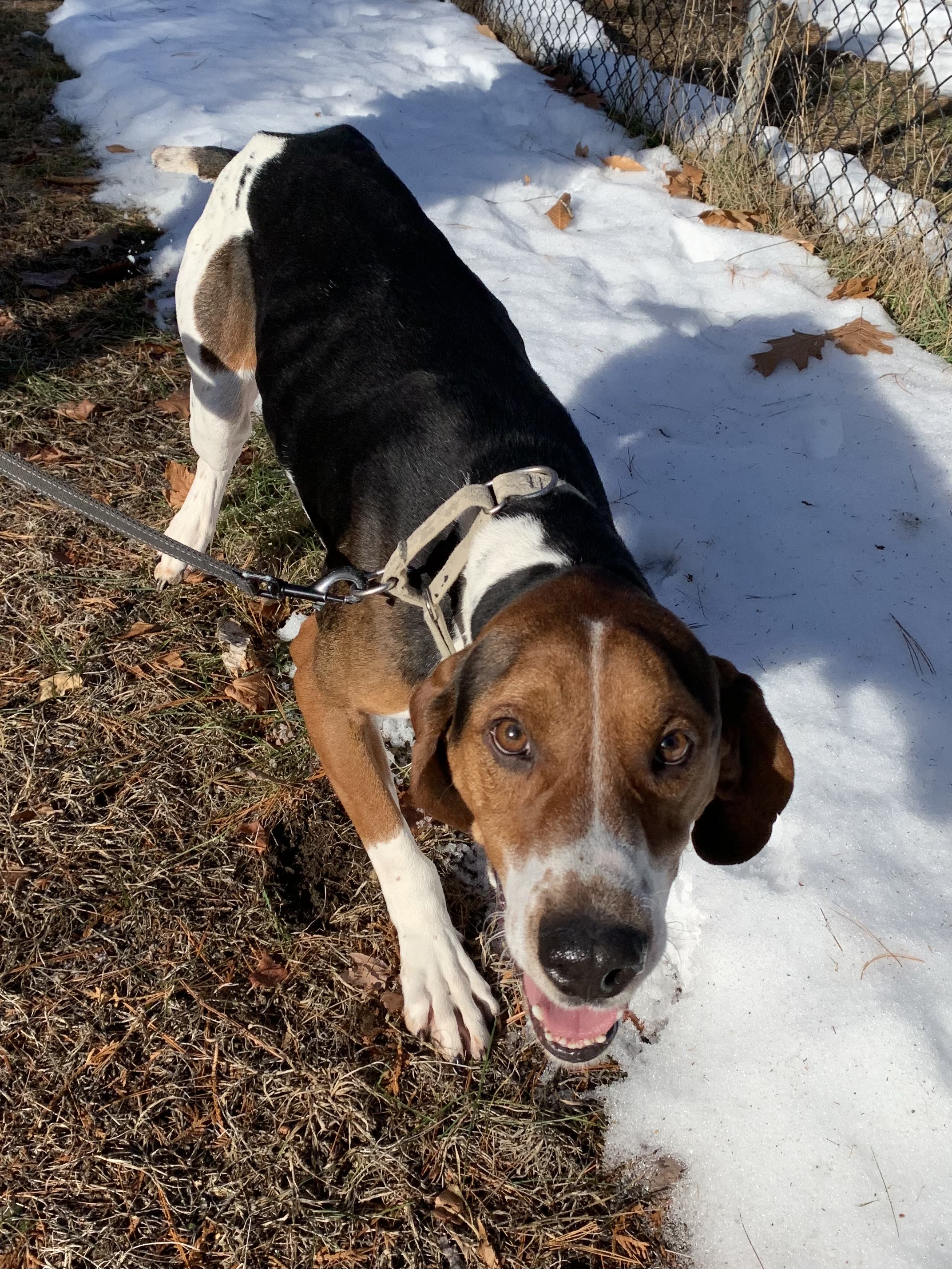 Rip – harvest hills animal shelter Open by appointment only