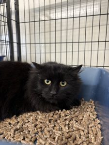 Bubbles 2 – harvest hills animal shelter Open by appointment only