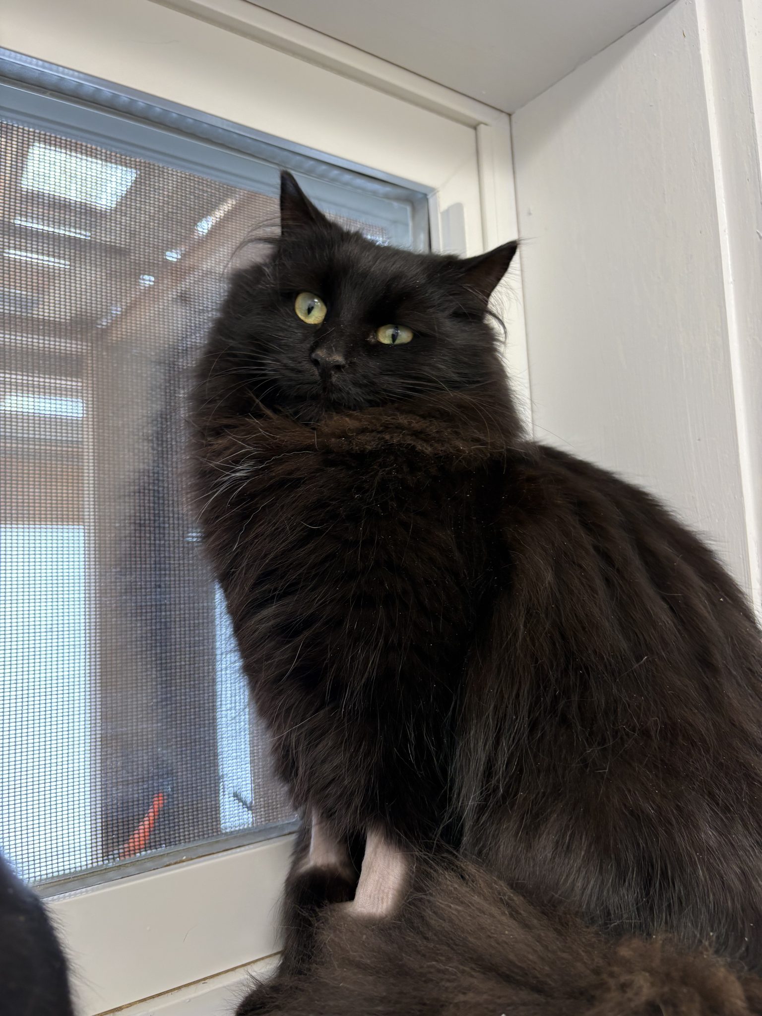Bubbles 4 – harvest hills animal shelter Open by appointment only