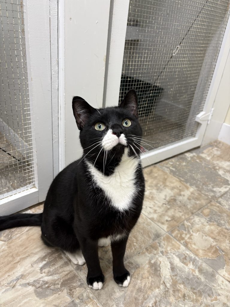 Gil 5 – harvest hills animal shelter Open by appointment only