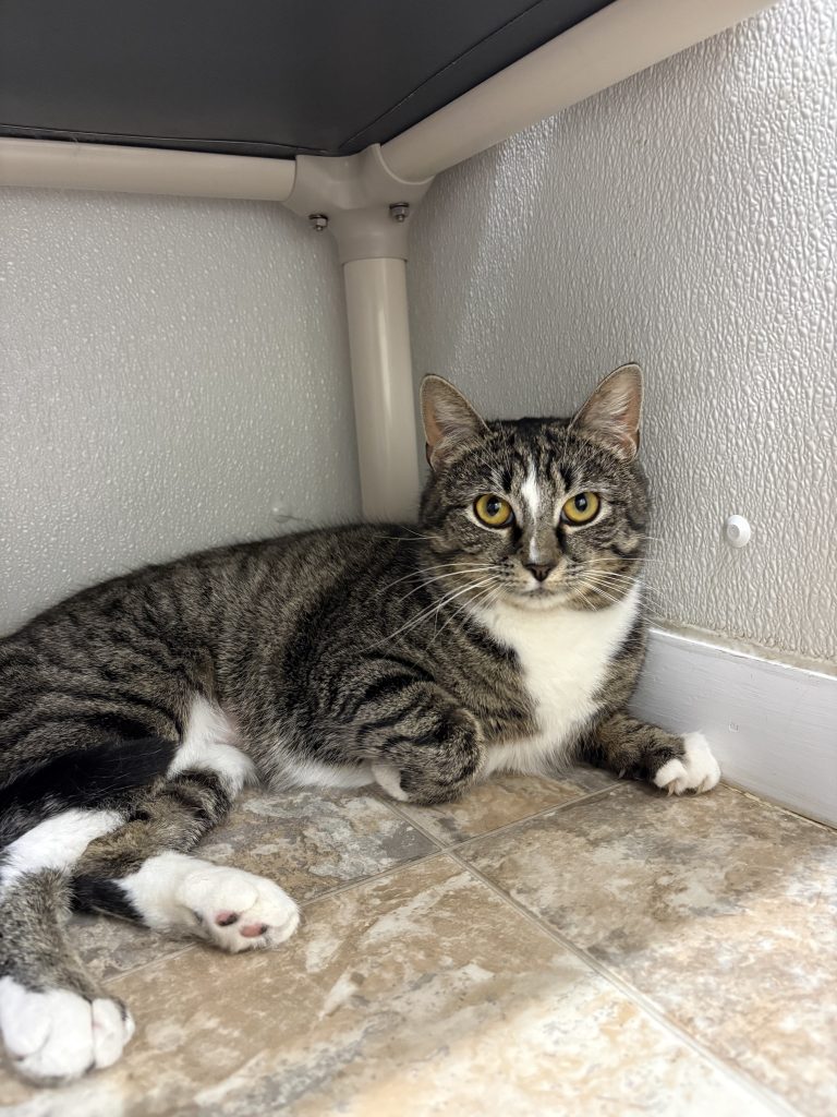 Coconut – harvest hills animal shelter Open by appointment only