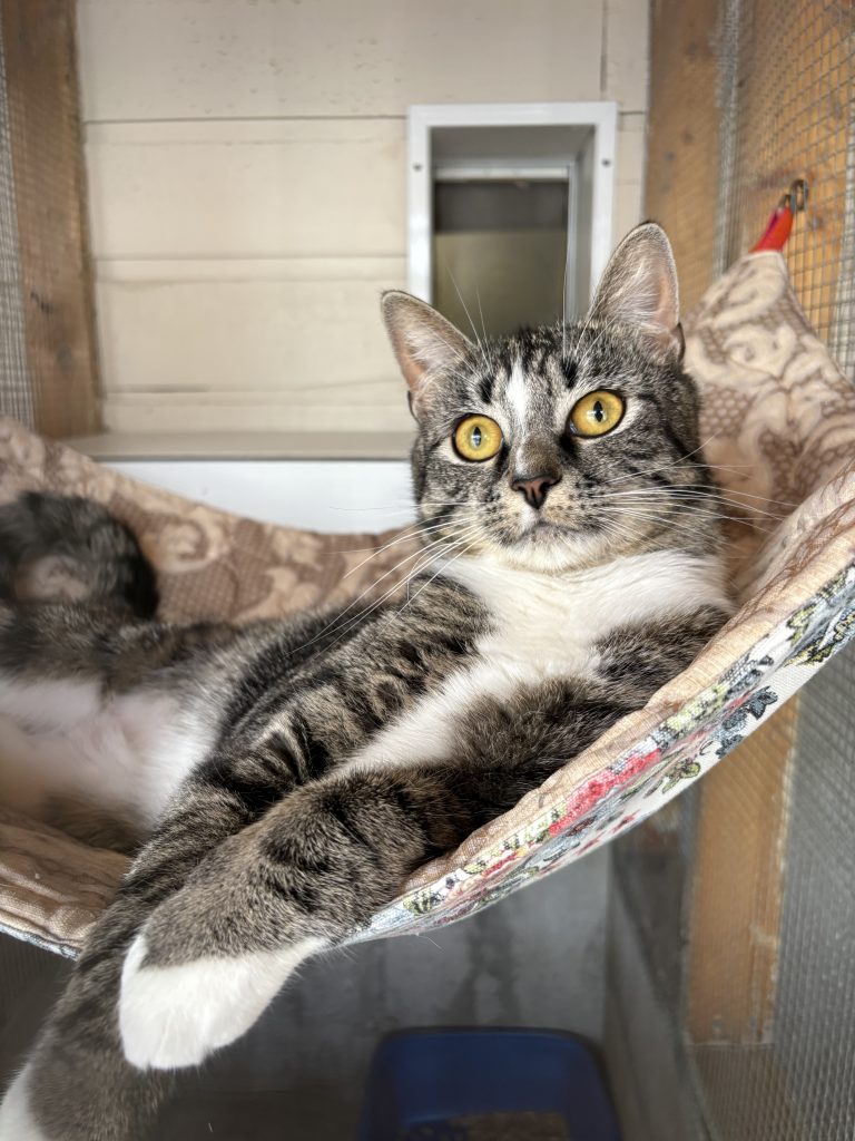 Coconut – harvest hills animal shelter Open by appointment only