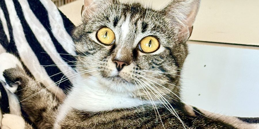 Coconut – harvest hills animal shelter Open by appointment only