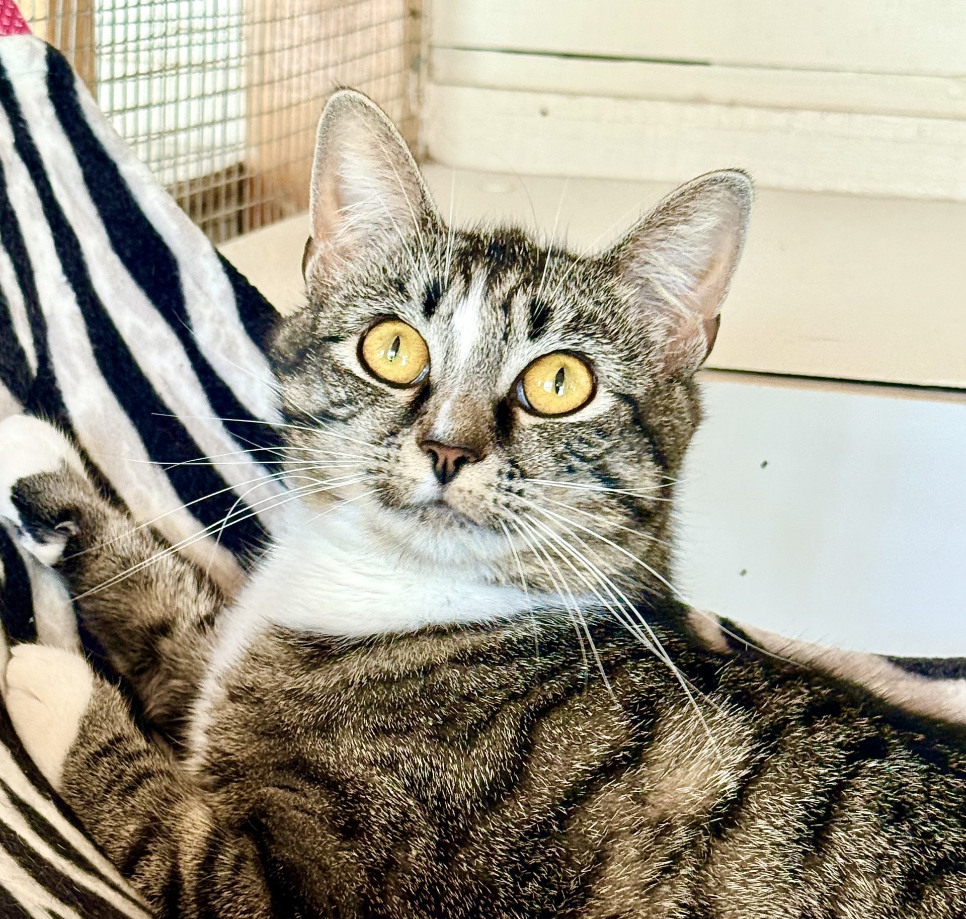 Coconut – harvest hills animal shelter Open by appointment only