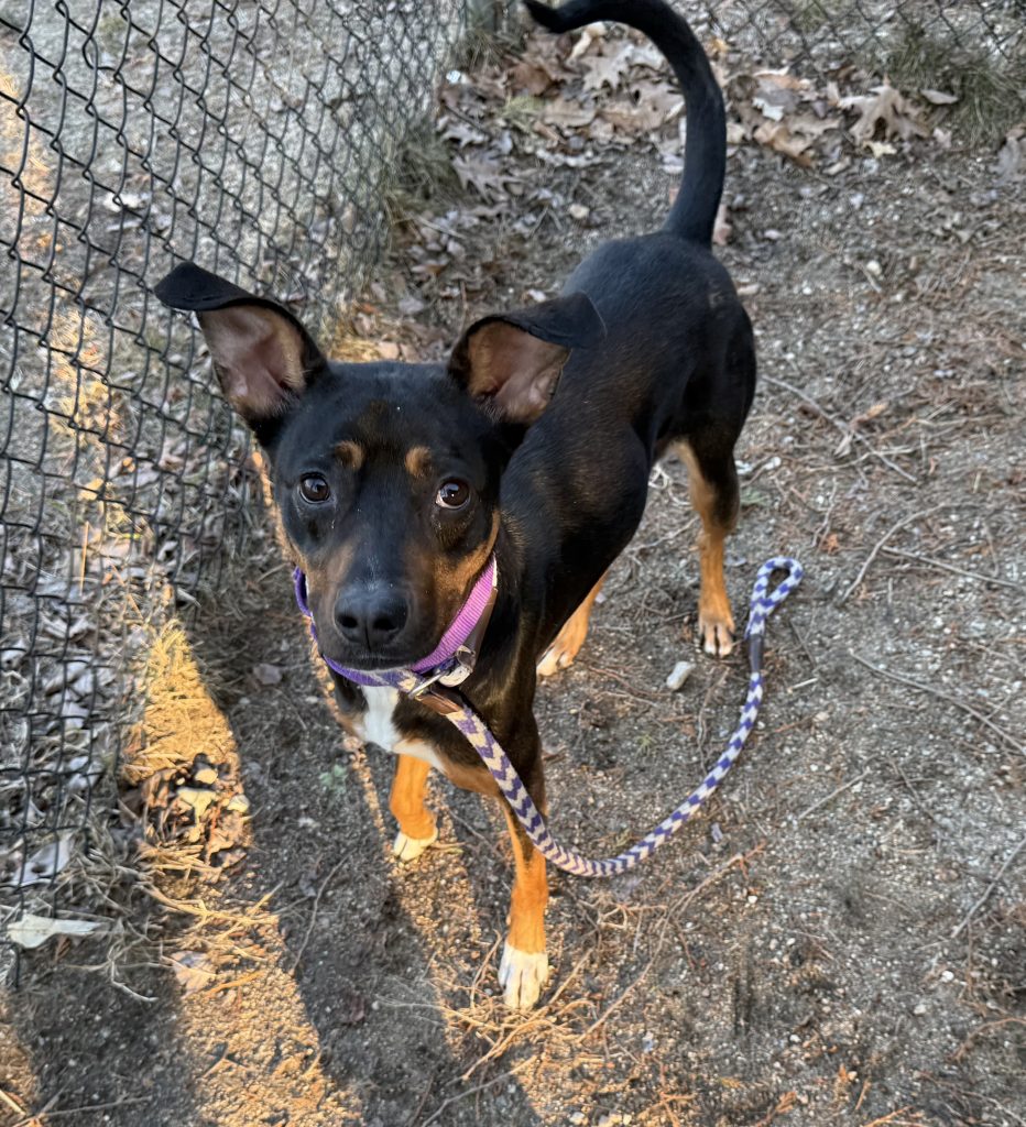 Dunkin – harvest hills animal shelter Open by appointment only